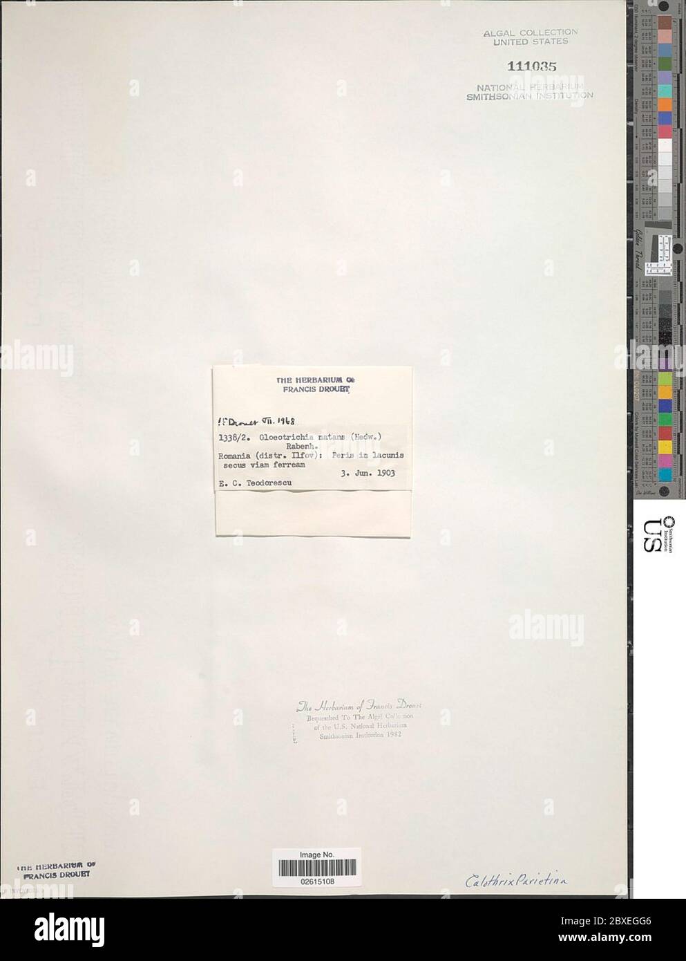 Calothrix parietina Calothrix parietina Stock Photo - Alamy