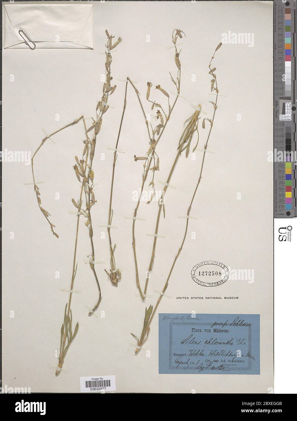 Silene chlorantha Willd Ehrh Silene chlorantha Willd Ehrh Stock Photo ...