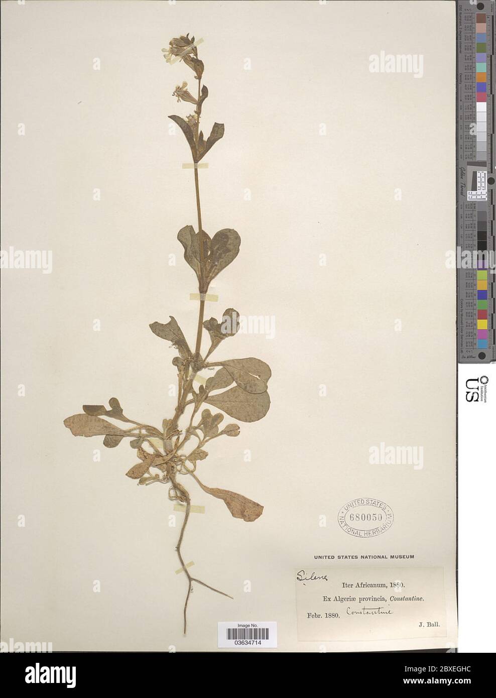 Silene silene sp hi-res stock photography and images - Alamy