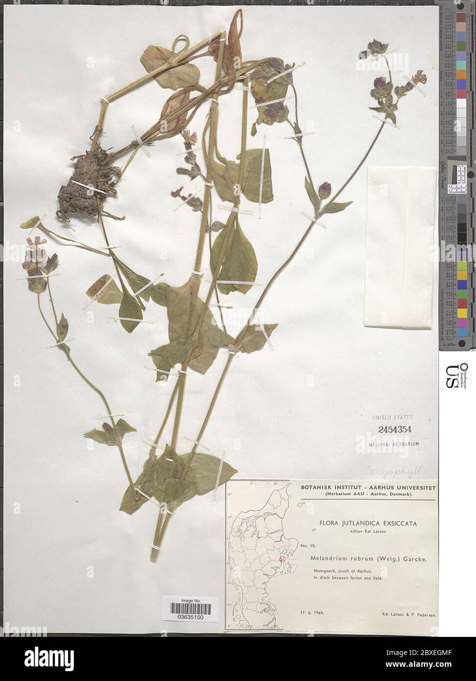 Melandrium rubrum Melandrium rubrum Stock Photo - Alamy