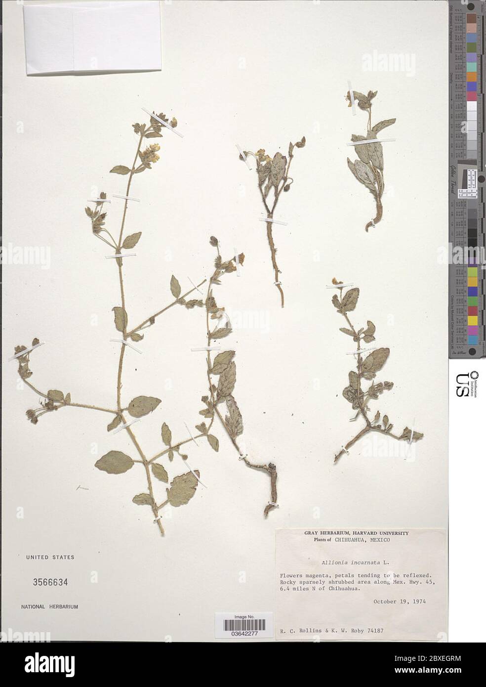 Allionia hi-res stock photography and images - Alamy