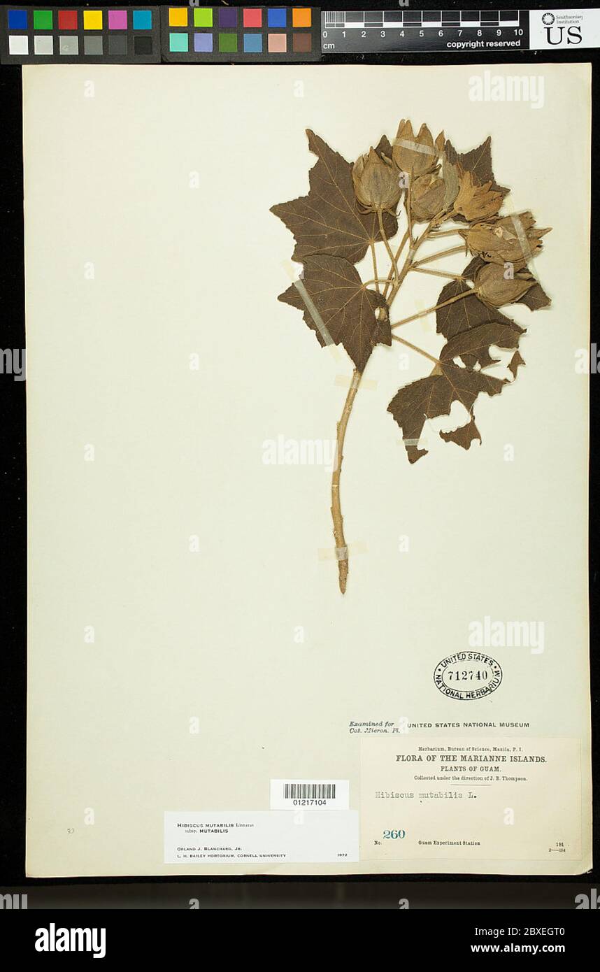 Hibiscus mutabilis L Hibiscus mutabilis L Stock Photo - Alamy