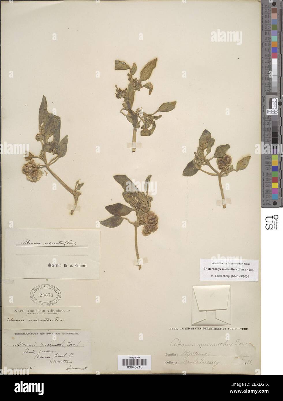 Tripterocalyx micranthus Tripterocalyx micranthus Stock Photo - Alamy