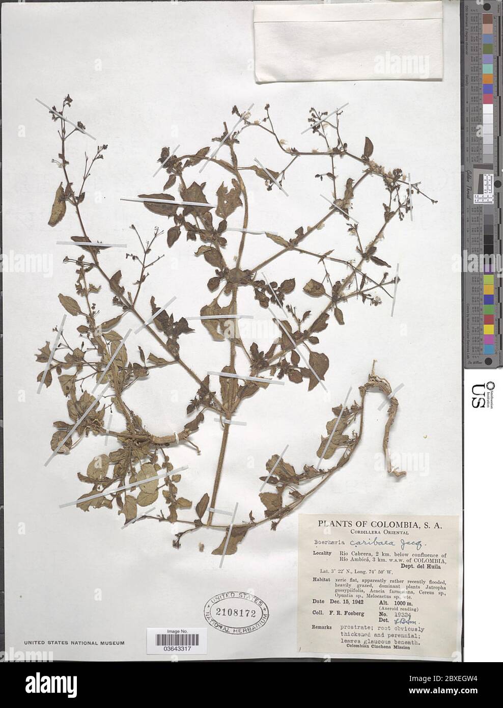 Boerhavia diffusa L Boerhavia diffusa L Stock Photo - Alamy