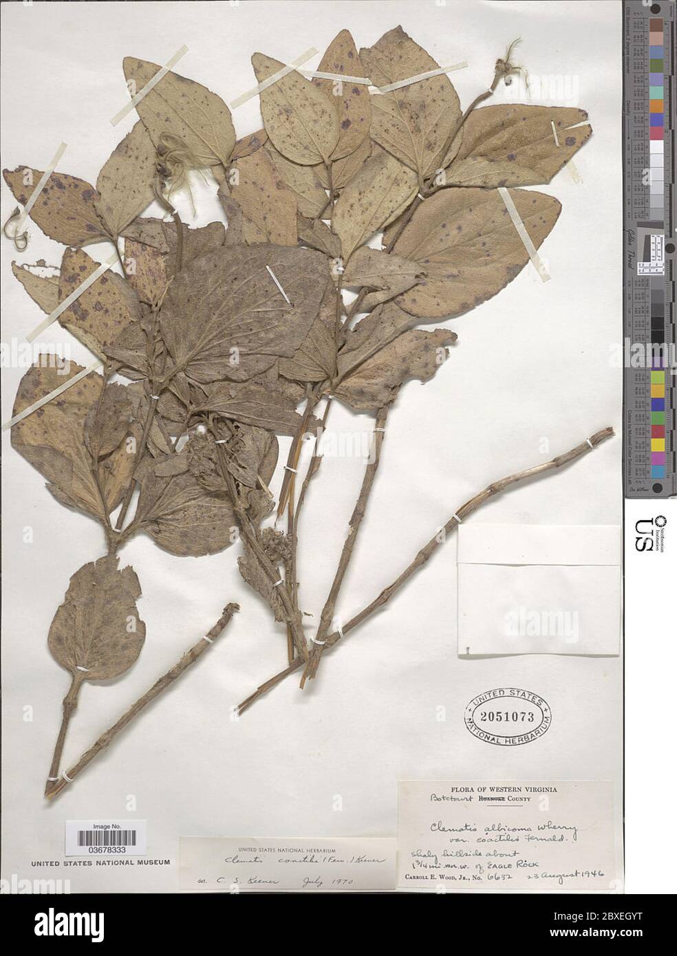 Clematis viorna L Clematis viorna L Stock Photo - Alamy