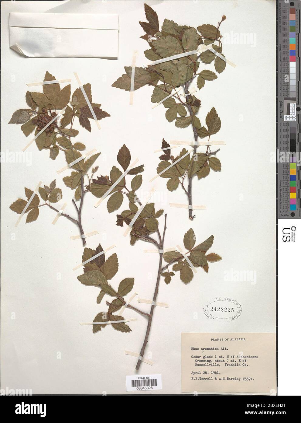 Rhus crenata hi-res stock photography and images - Alamy