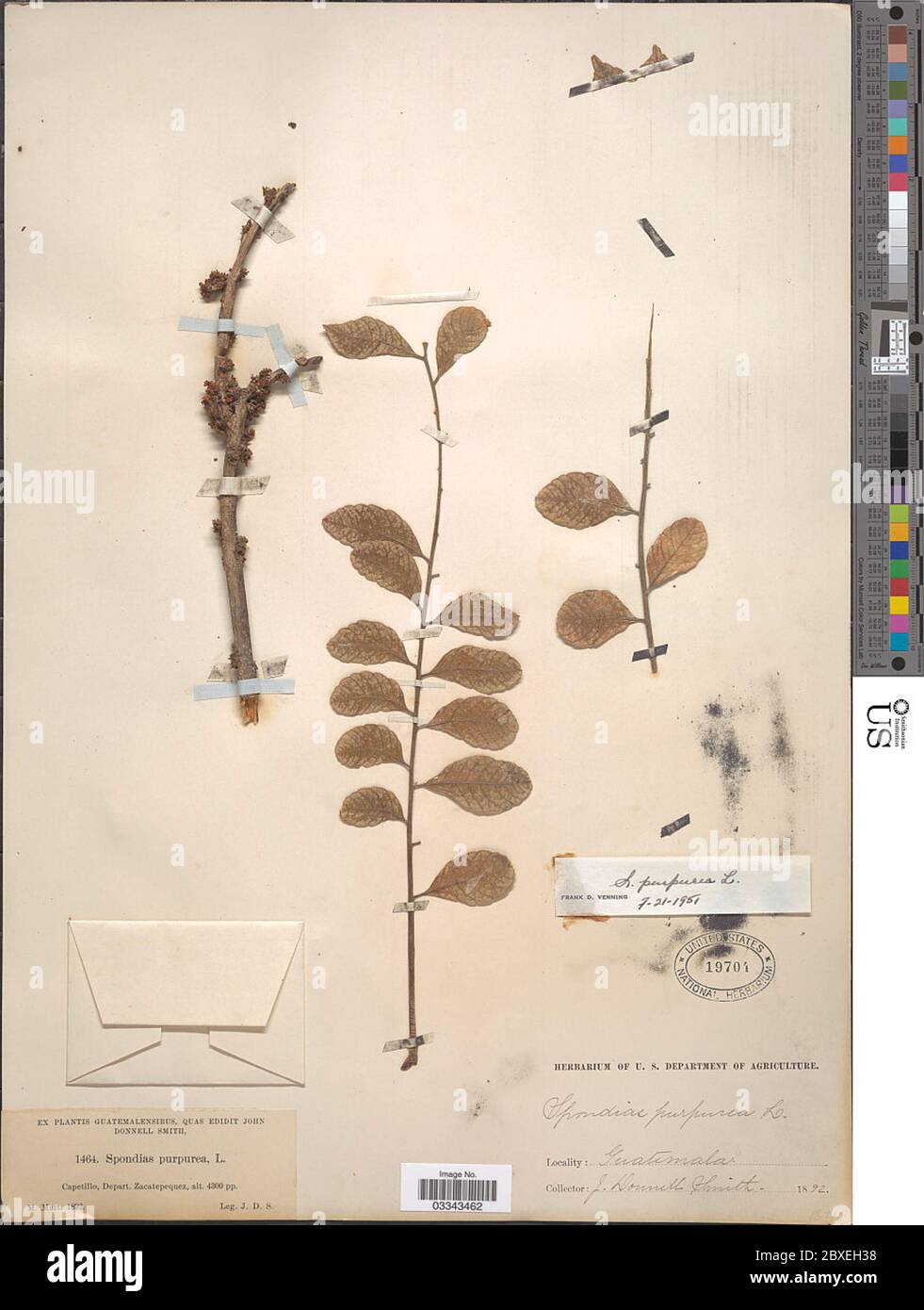 Spondias purpurea L Spondias purpurea L Stock Photo - Alamy
