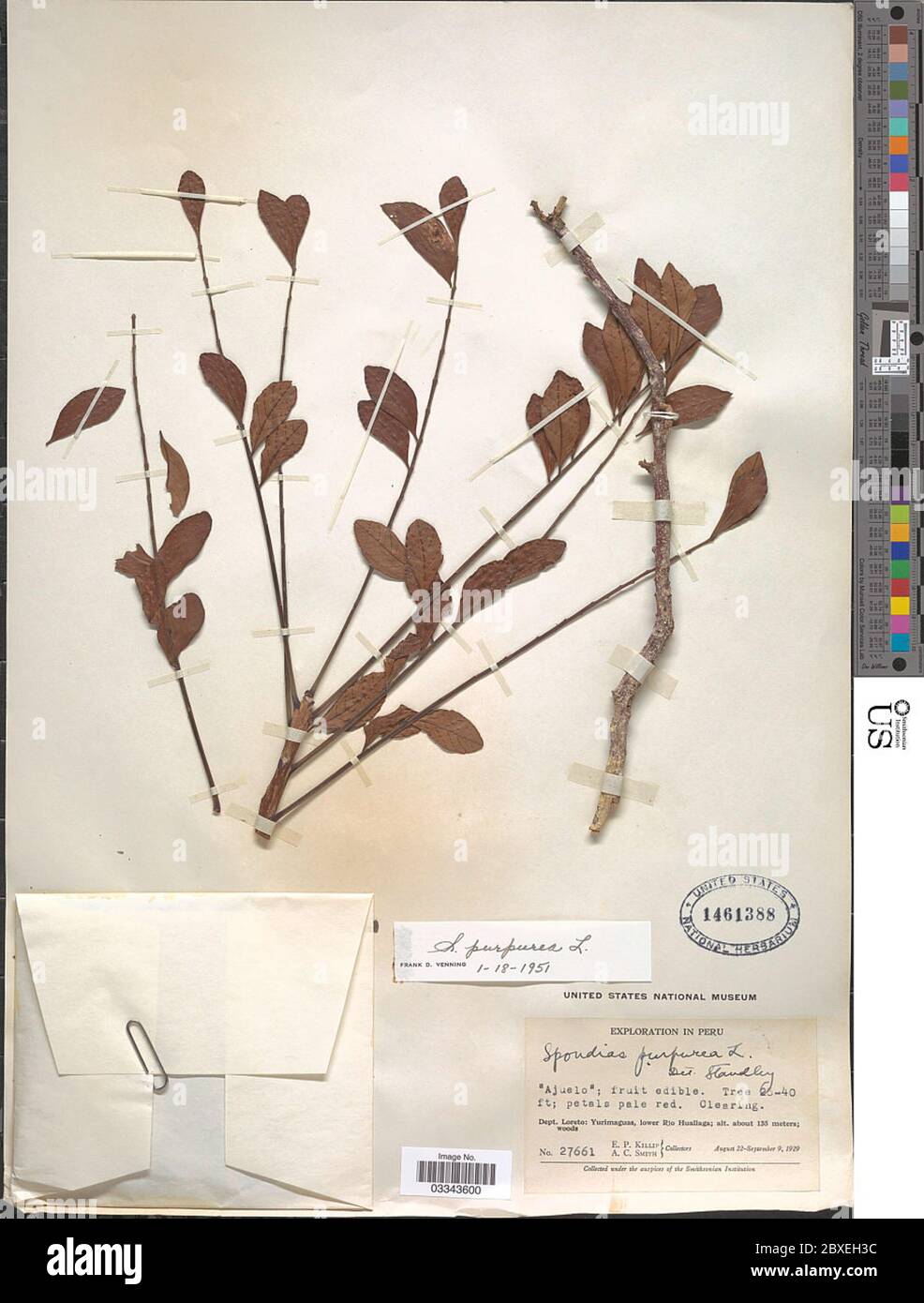 Spondias purpurea L Spondias purpurea L Stock Photo - Alamy