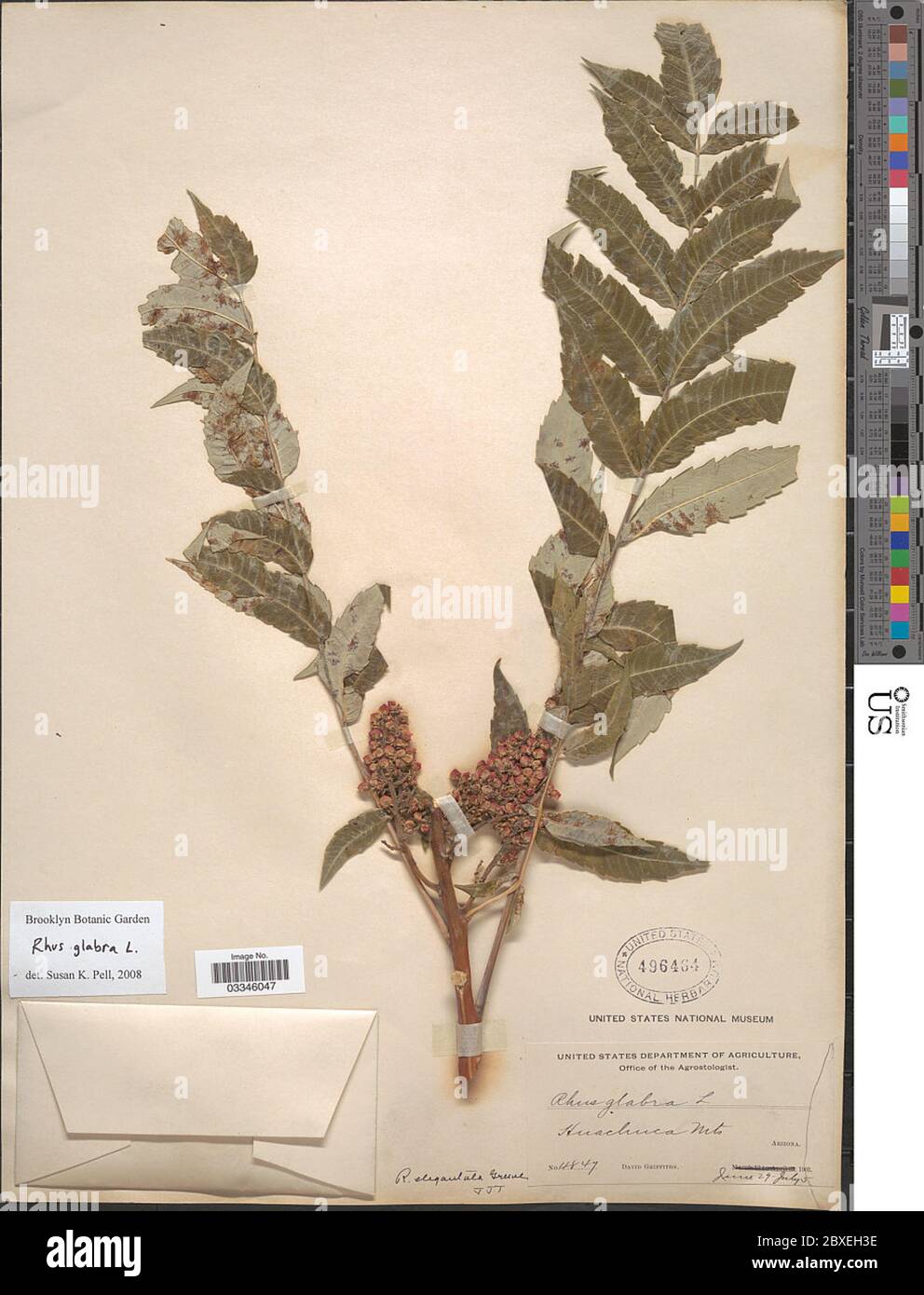 Rhus glabra l hi-res stock photography and images - Alamy