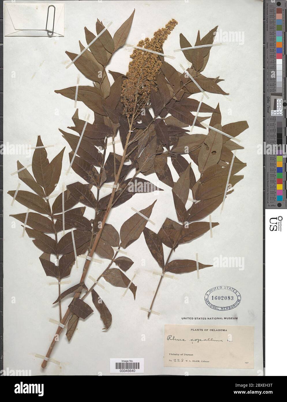 Rhus copallinum L Rhus copallinum L Stock Photo - Alamy