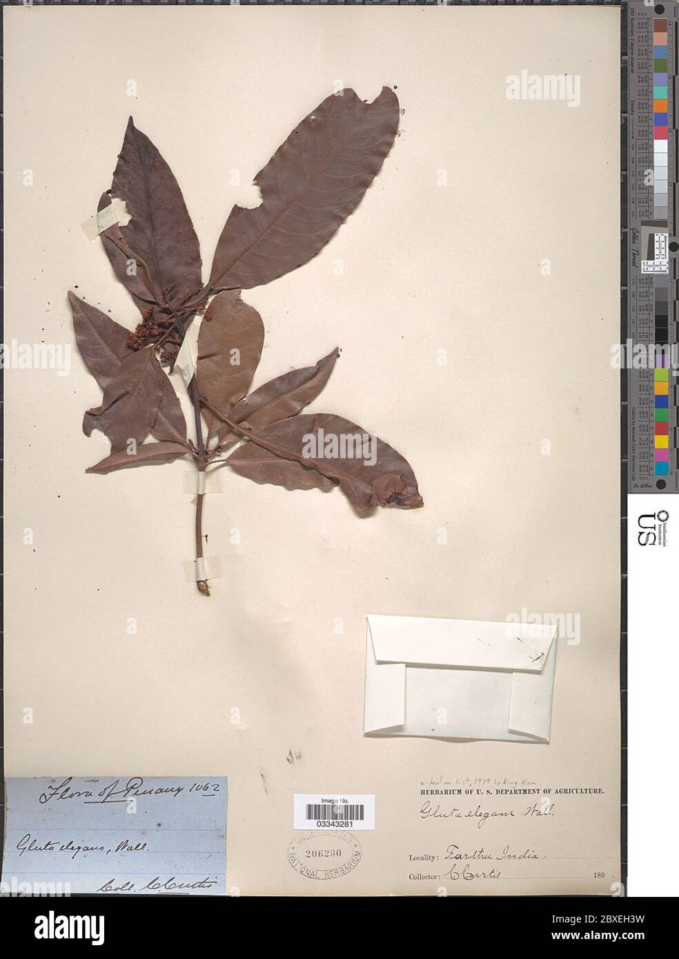 Gluta hi-res stock photography and images - Alamy