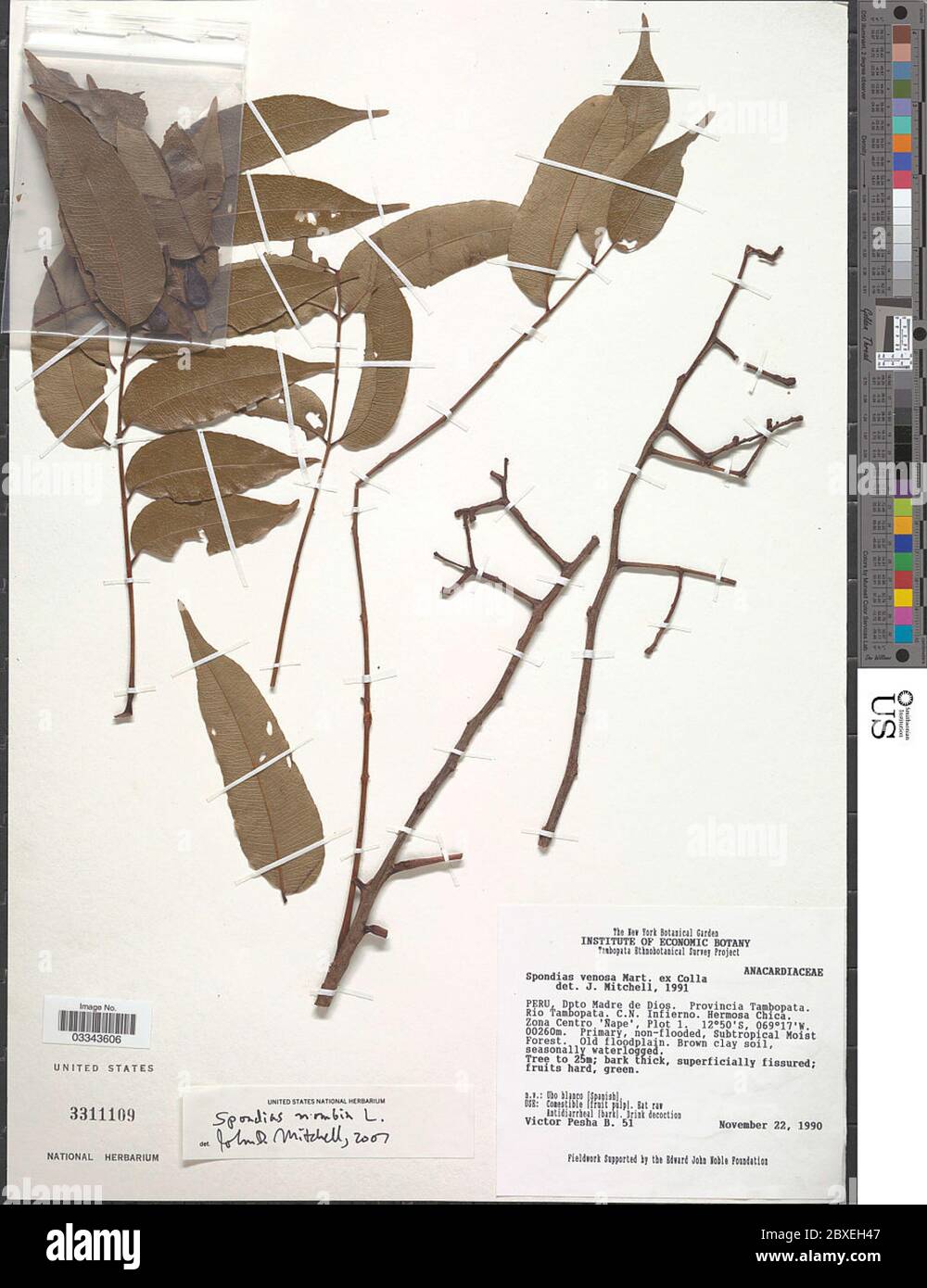 Spondias mombin l hi-res stock photography and images - Alamy