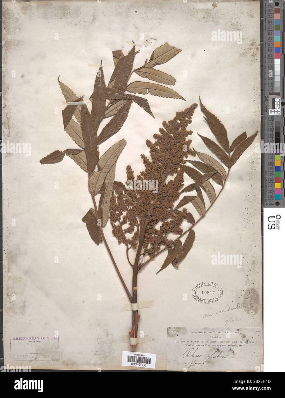Rhus glabra l hi-res stock photography and images - Alamy