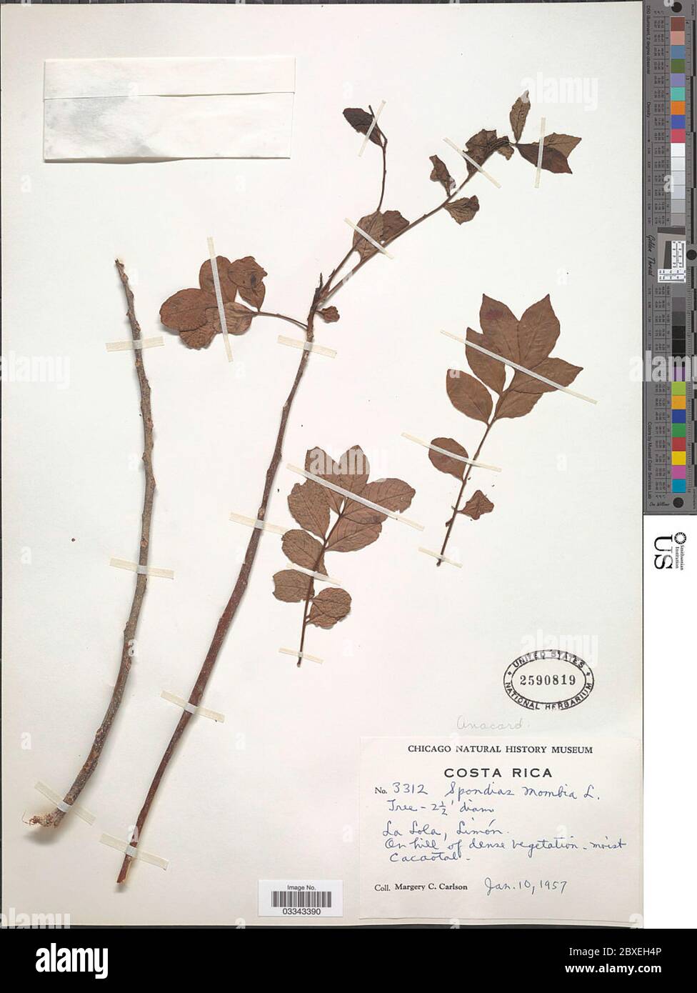 Spondias mombin L Spondias mombin L Stock Photo - Alamy