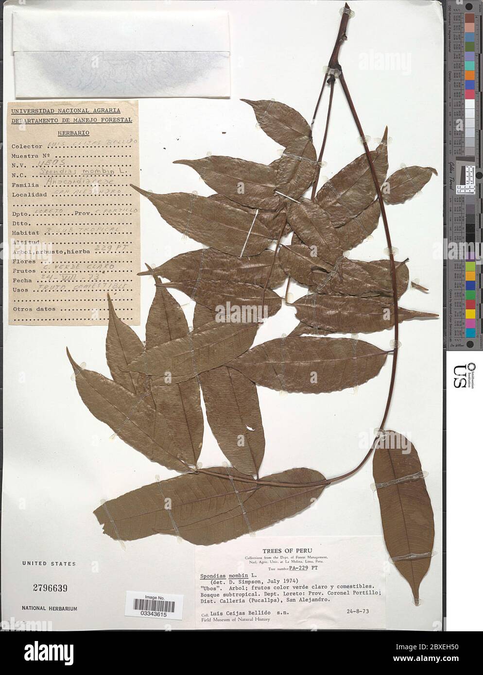 Spondias mombin l hi-res stock photography and images - Alamy