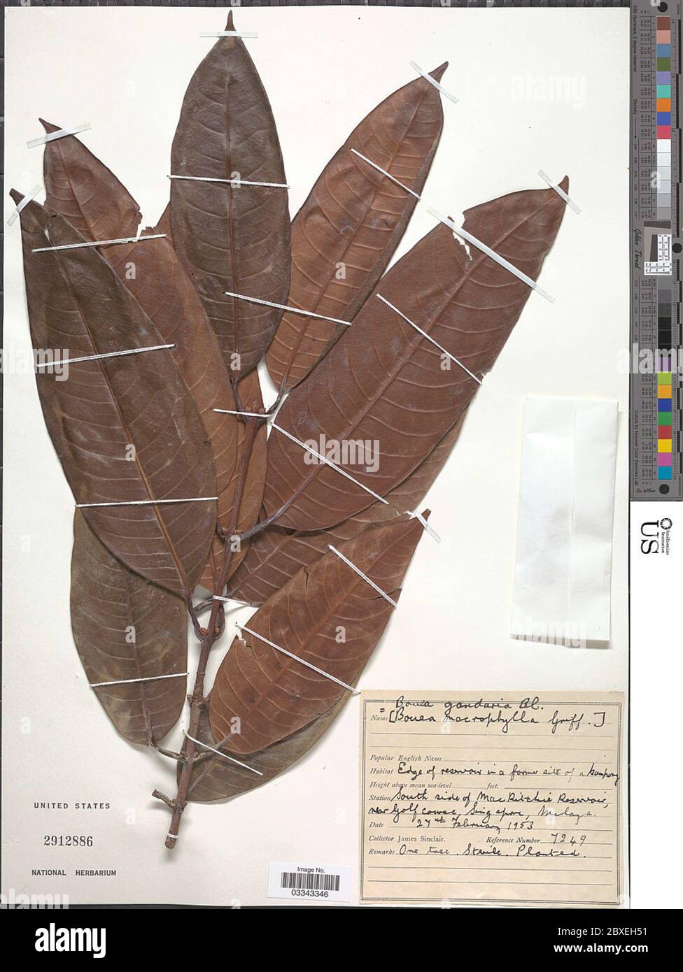 Bouea macrophylla Bouea macrophylla Stock Photo - Alamy