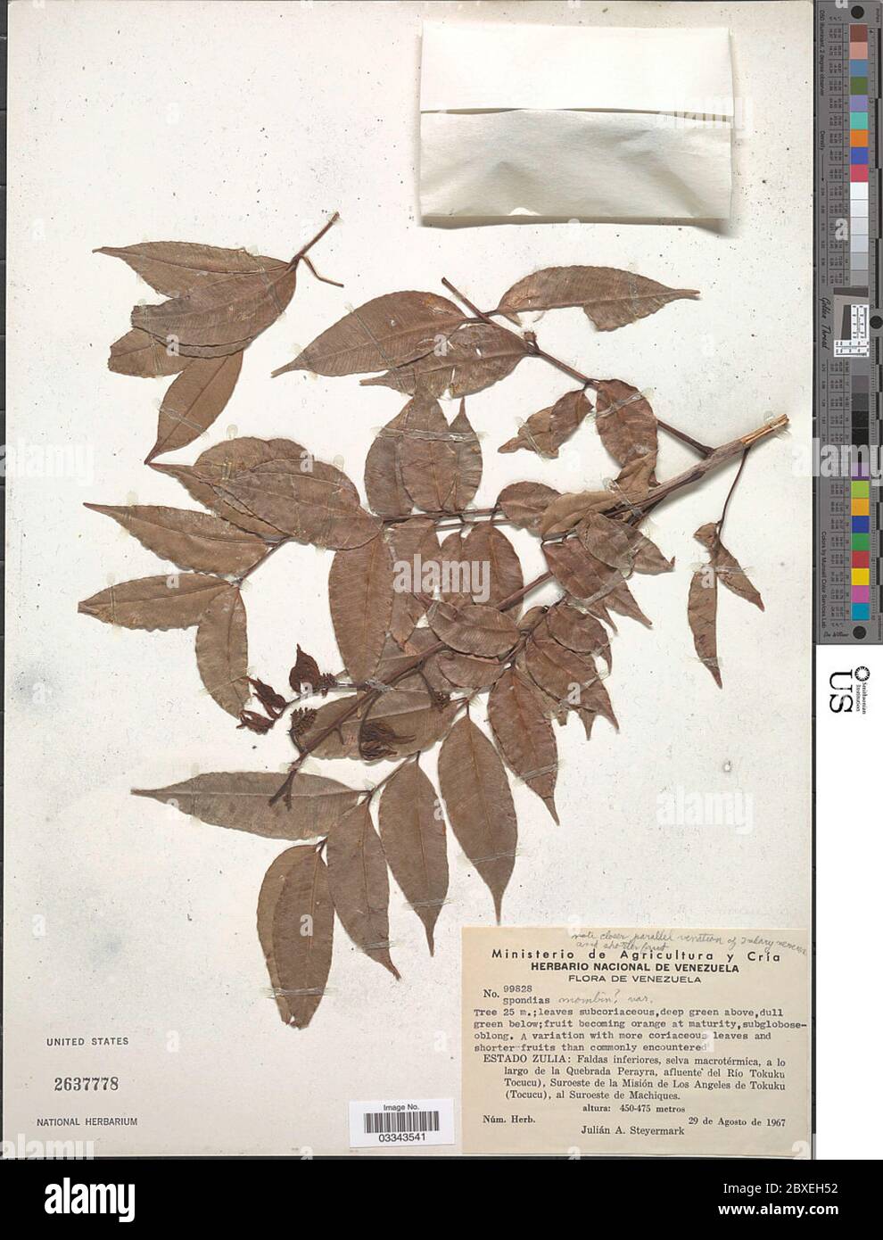 Spondias mombin l hi-res stock photography and images - Alamy