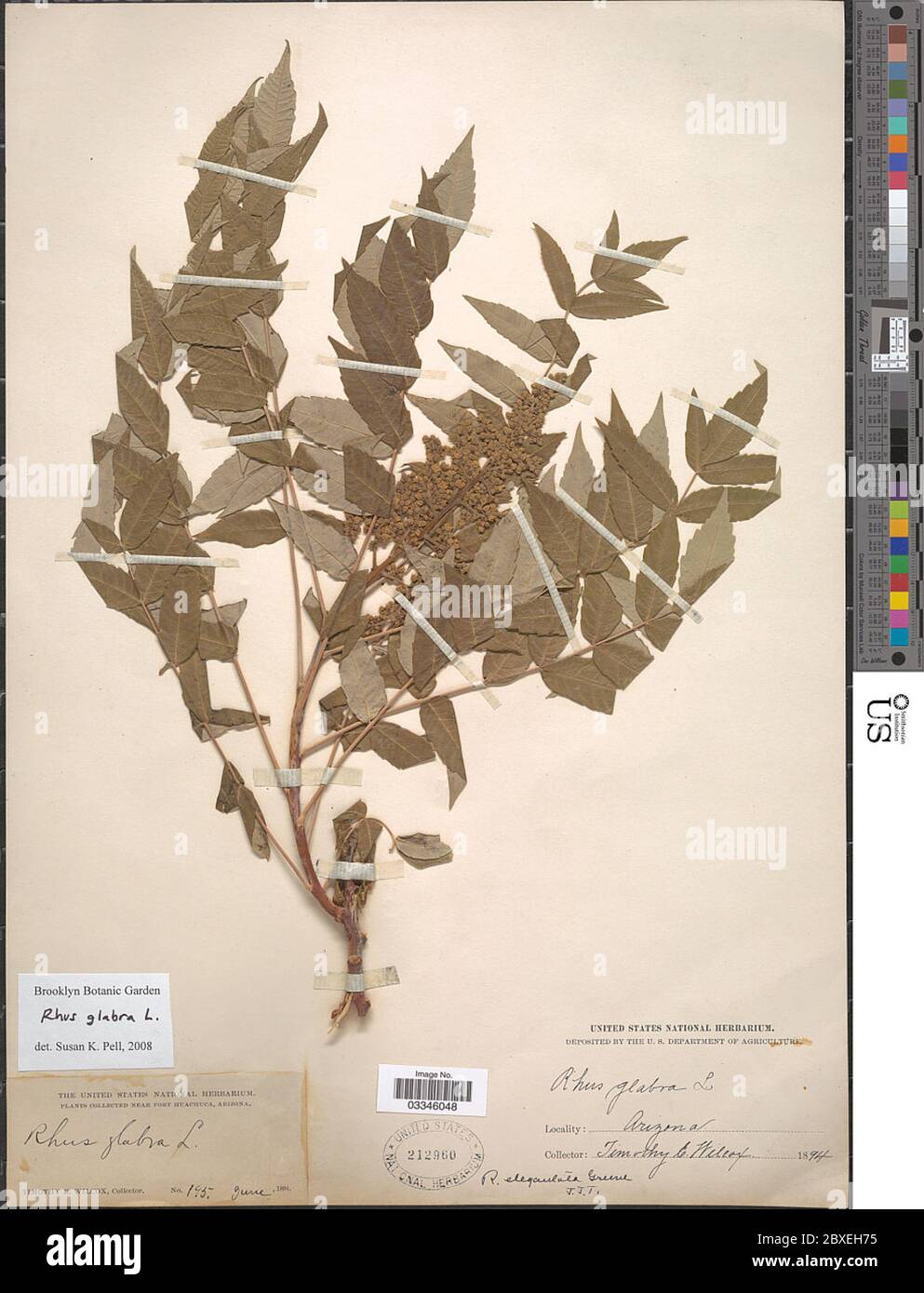 Rhus glabra L Rhus glabra L Stock Photo - Alamy