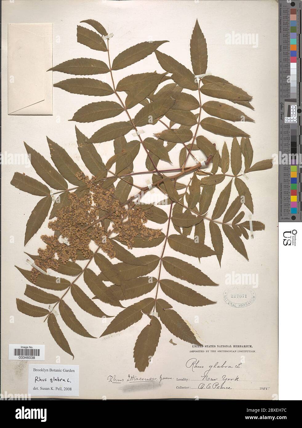 Rhus glabra l hi-res stock photography and images - Alamy