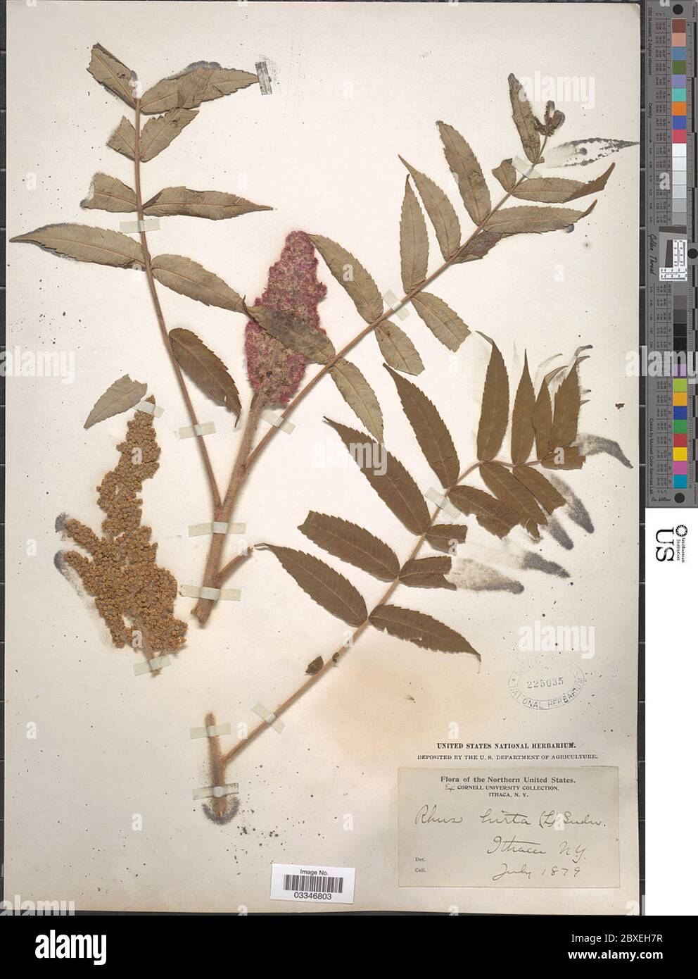 Rhus typhina L Rhus typhina L Stock Photo - Alamy