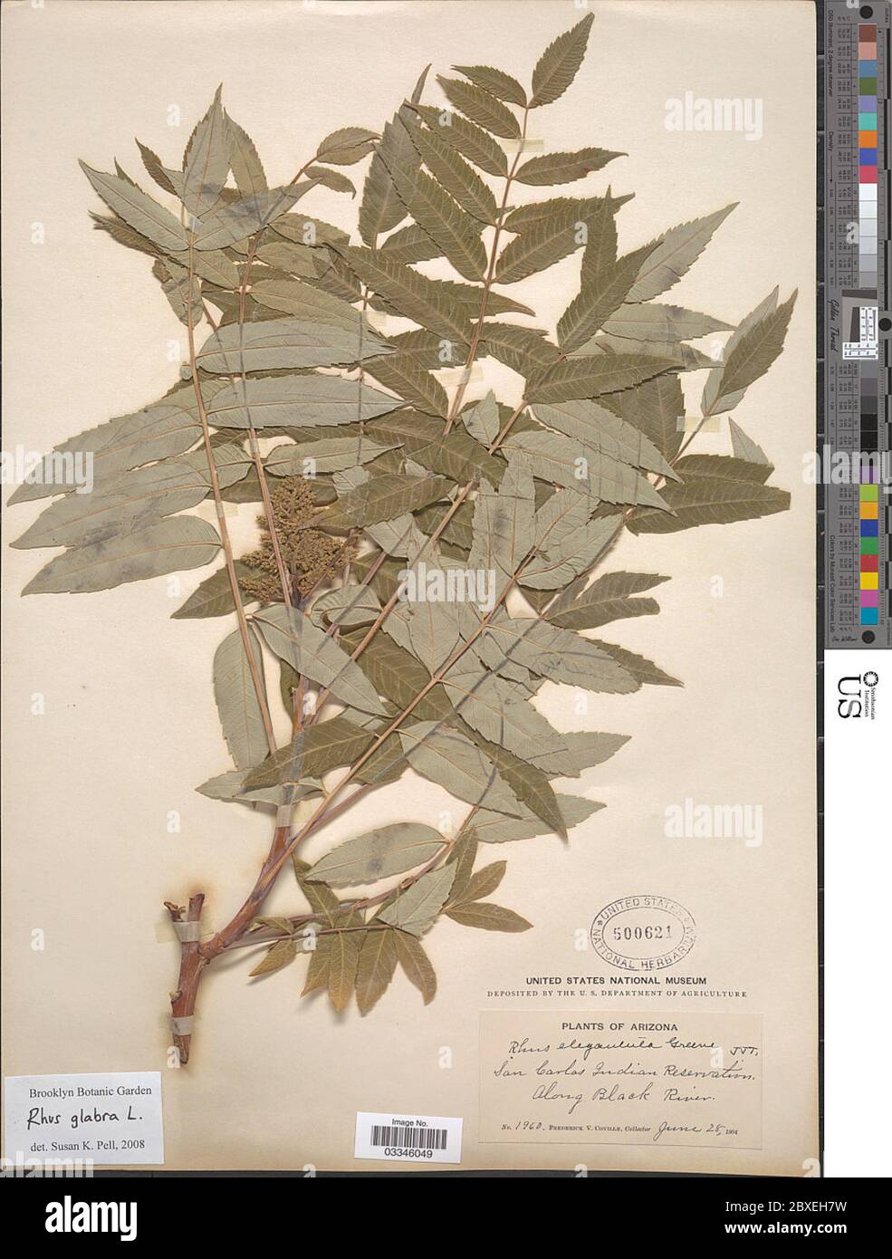 Rhus glabra l hi-res stock photography and images - Alamy