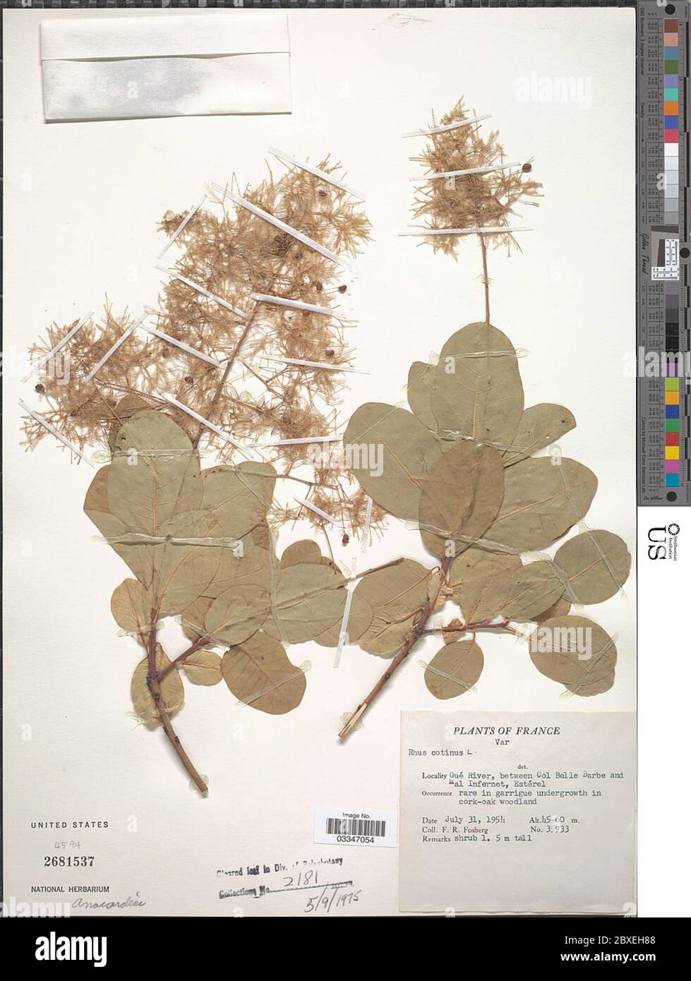 Rhus cotinus L Rhus cotinus L Stock Photo - Alamy