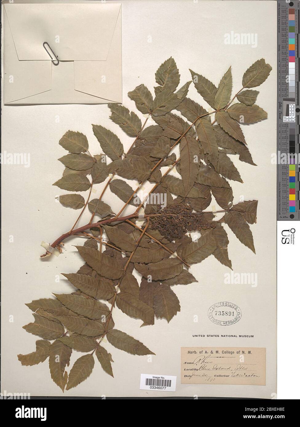 Rhus glabra l hi-res stock photography and images - Alamy