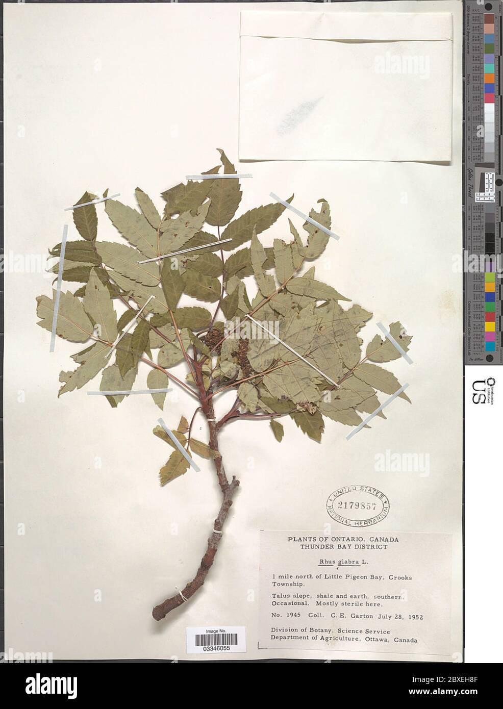 Rhus glabra l hi-res stock photography and images - Alamy
