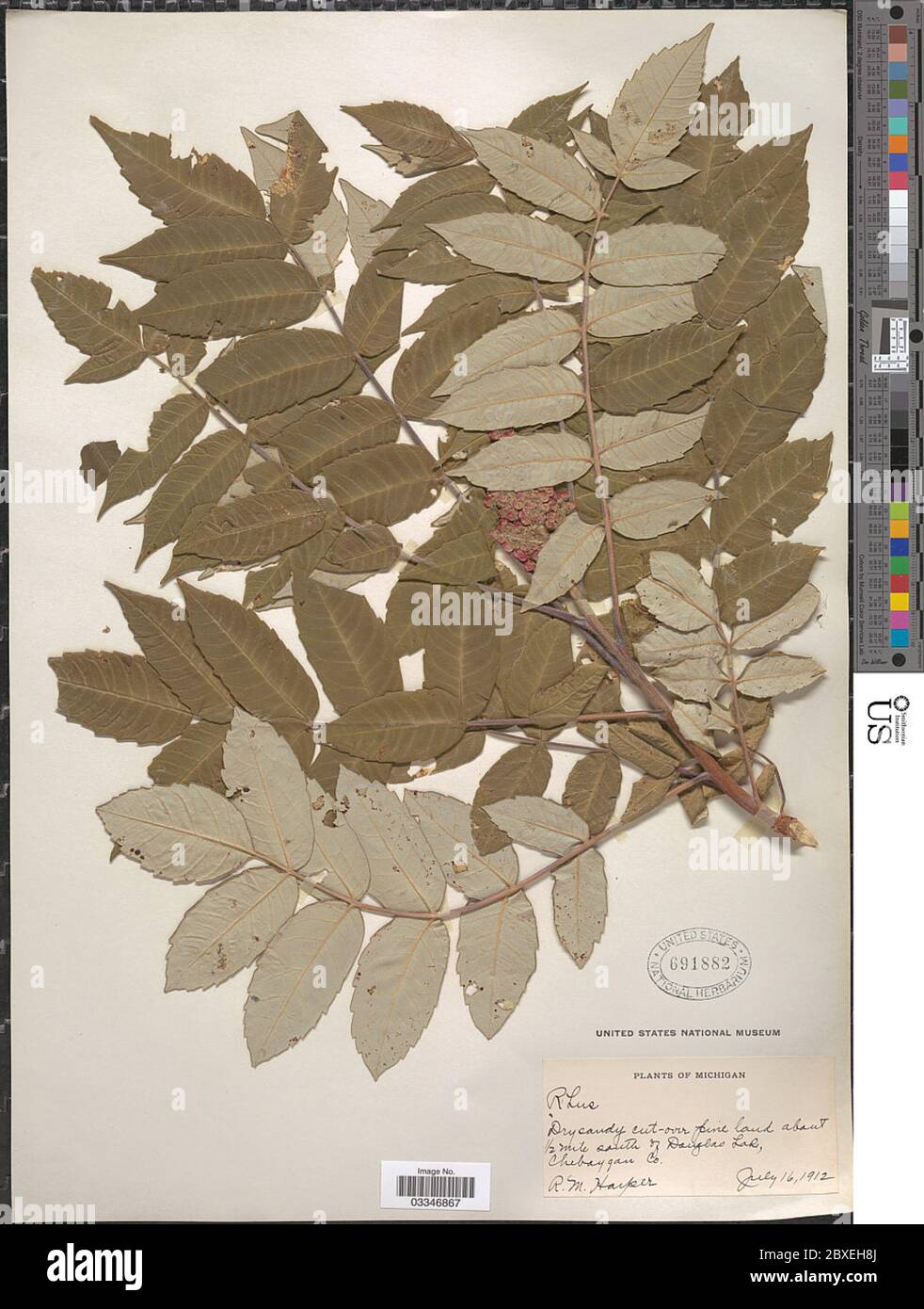 Rhus typhina L Rhus typhina L Stock Photo - Alamy