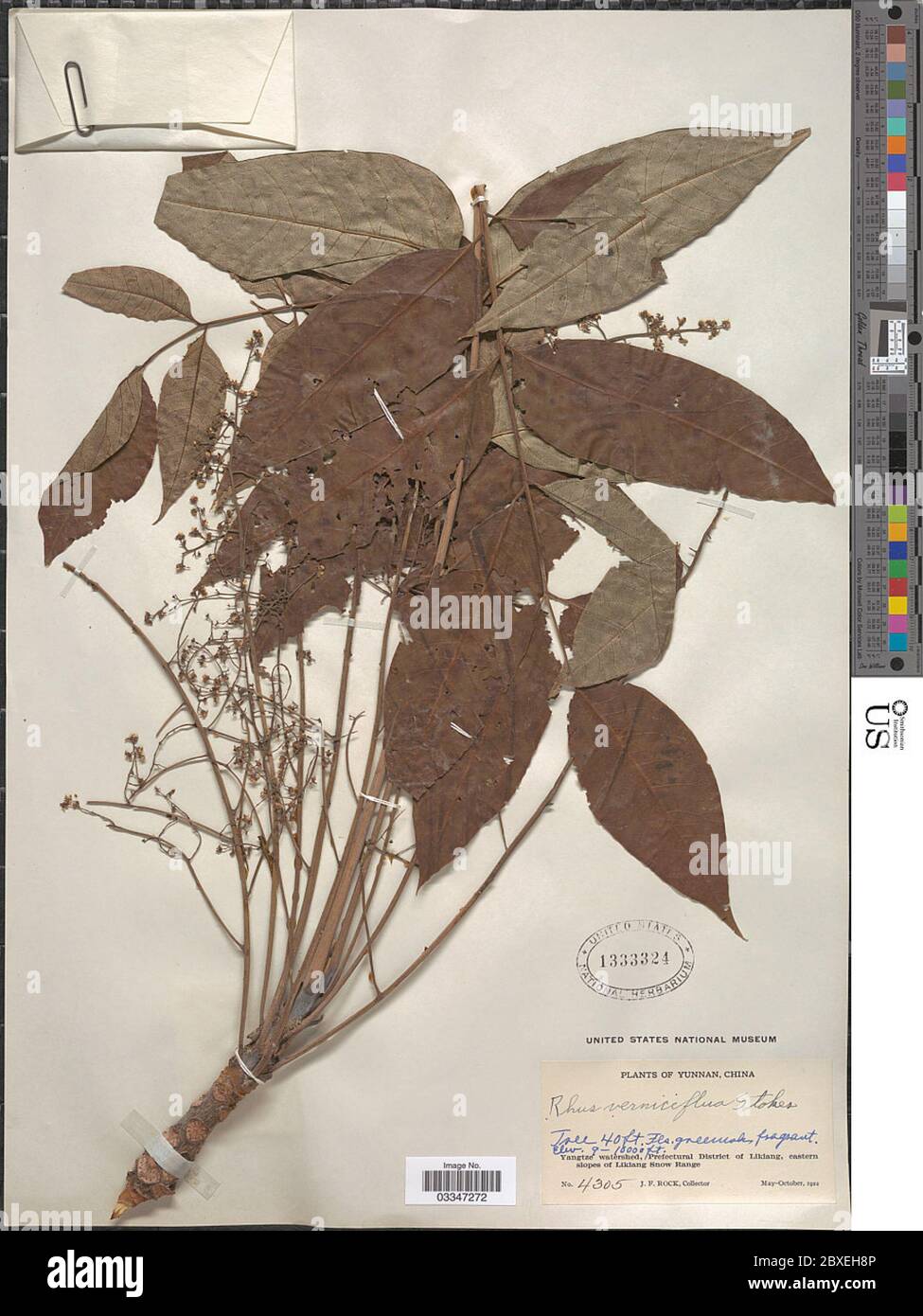 Rhus verniciflua Rhus verniciflua Stock Photo - Alamy