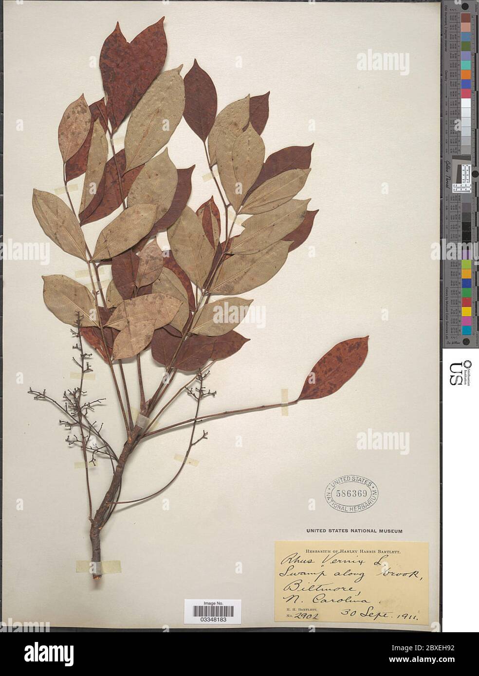 Vernix hi-res stock photography and images - Alamy