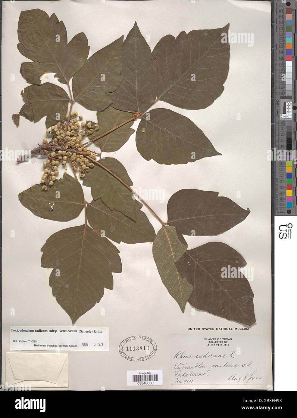 Toxicodendron radicans subsp verrucosum Scheele Gillis Toxicodendron ...