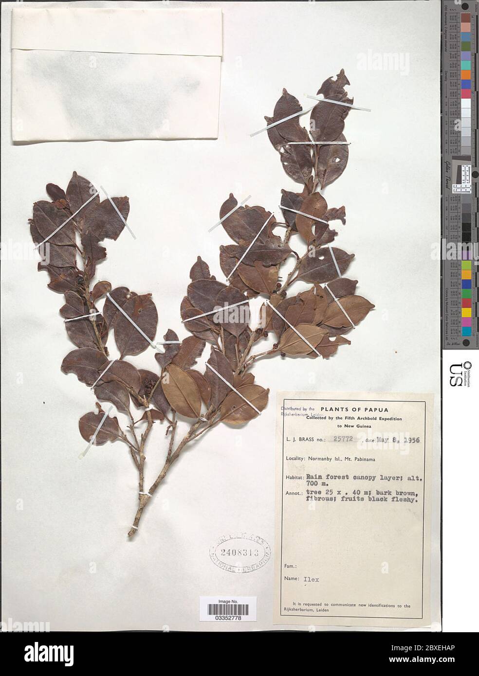 Ilex sp Ilex sp Stock Photo - Alamy