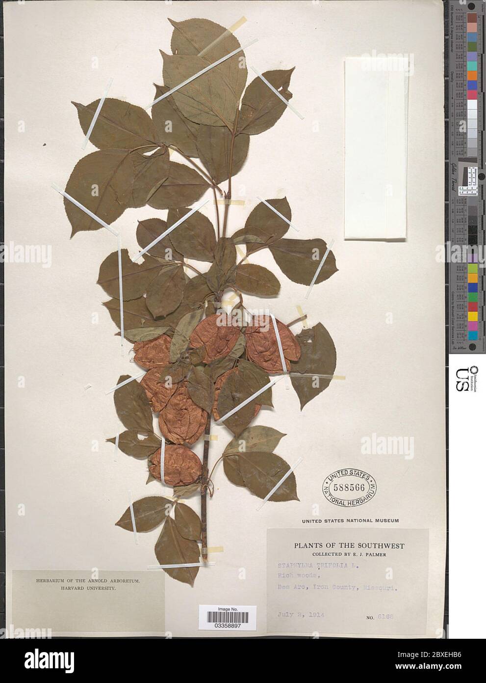 Staphylea Trifolia High Resolution Stock Photography and Images - Alamy