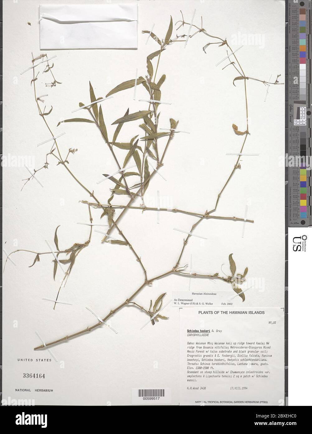 Schiedea hi-res stock photography and images - Alamy