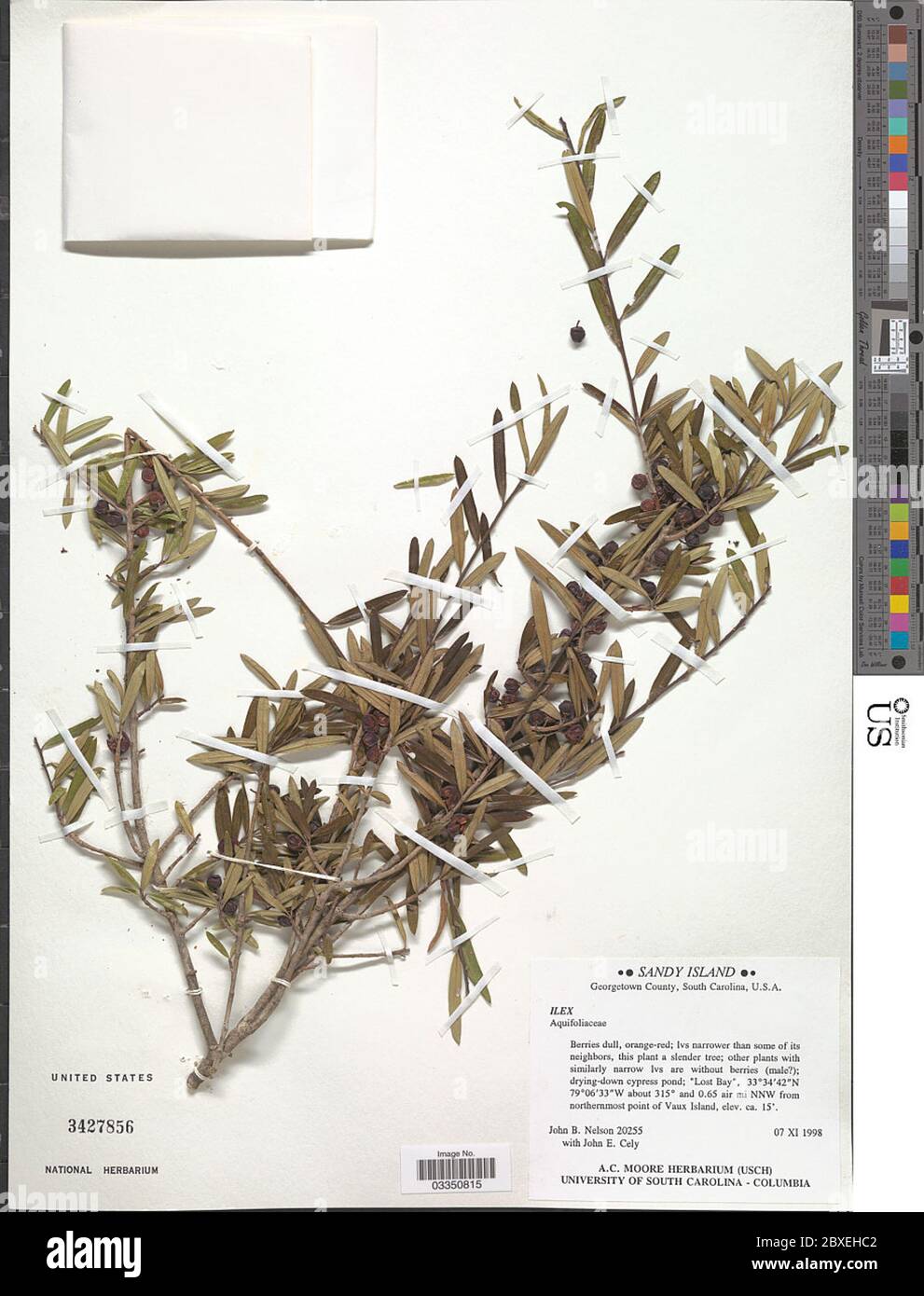 Ilex sp Ilex sp Stock Photo - Alamy