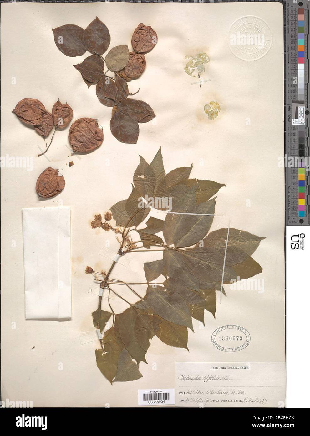 Staphylea Trifolia High Resolution Stock Photography and Images - Alamy