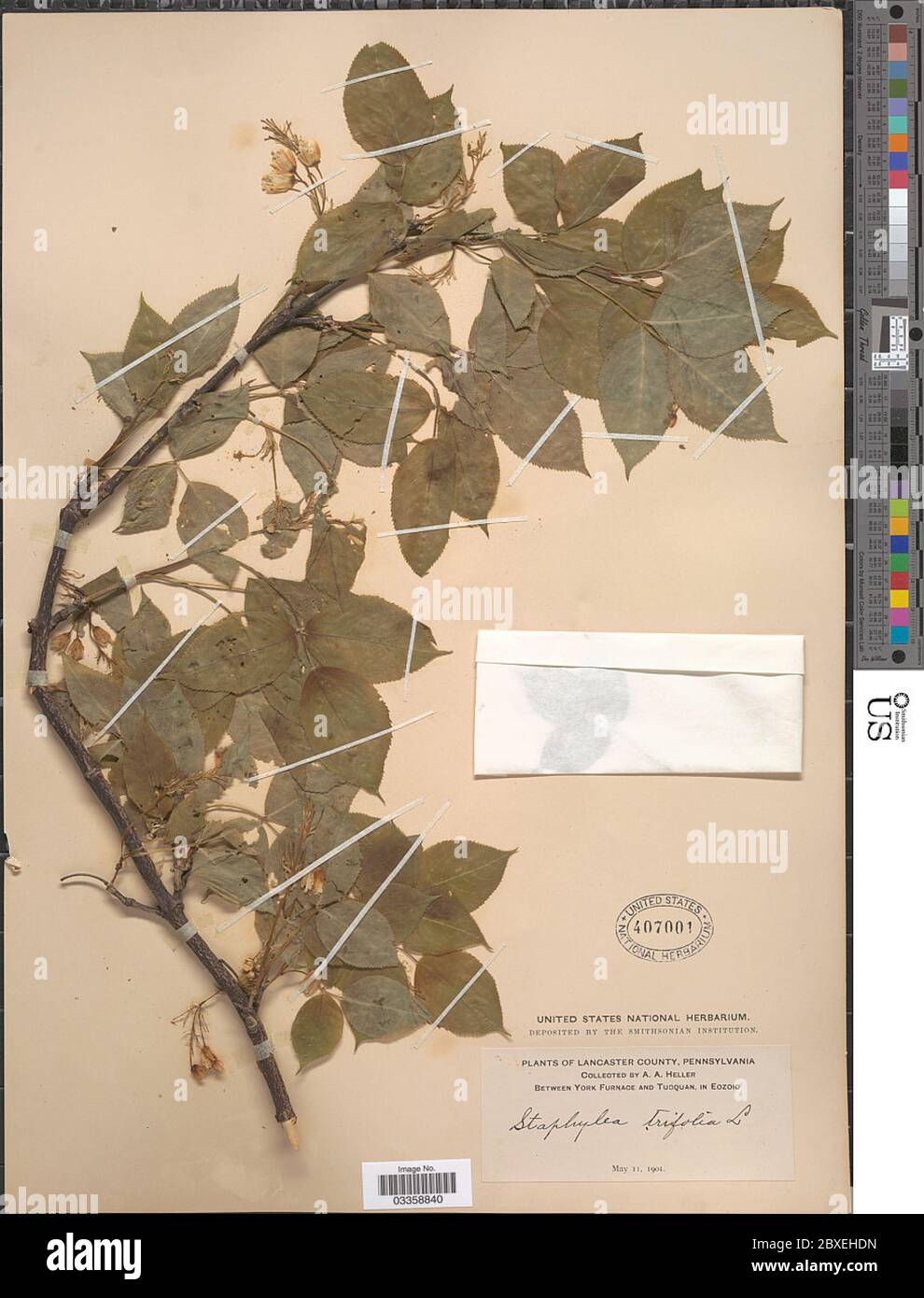 Staphylea Trifolia High Resolution Stock Photography and Images - Alamy