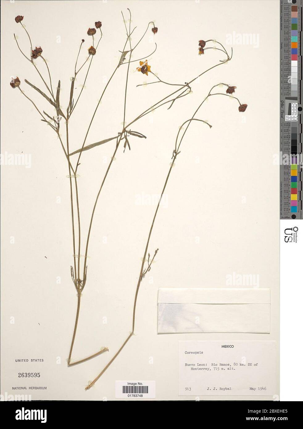 Coreopsis sp hi-res stock photography and images - Alamy