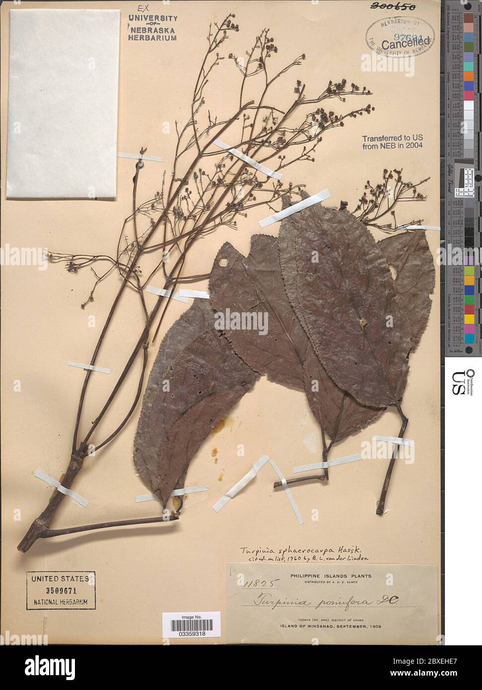 Turpinia sphaerocarpa Hassk Turpinia sphaerocarpa Hassk Stock Photo - Alamy