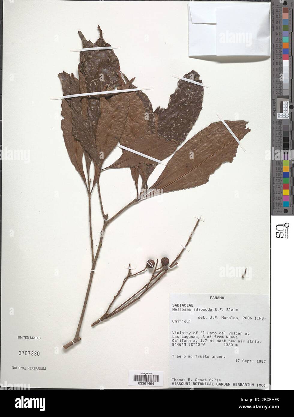 Family sabiaceae hi-res stock photography and images - Alamy
