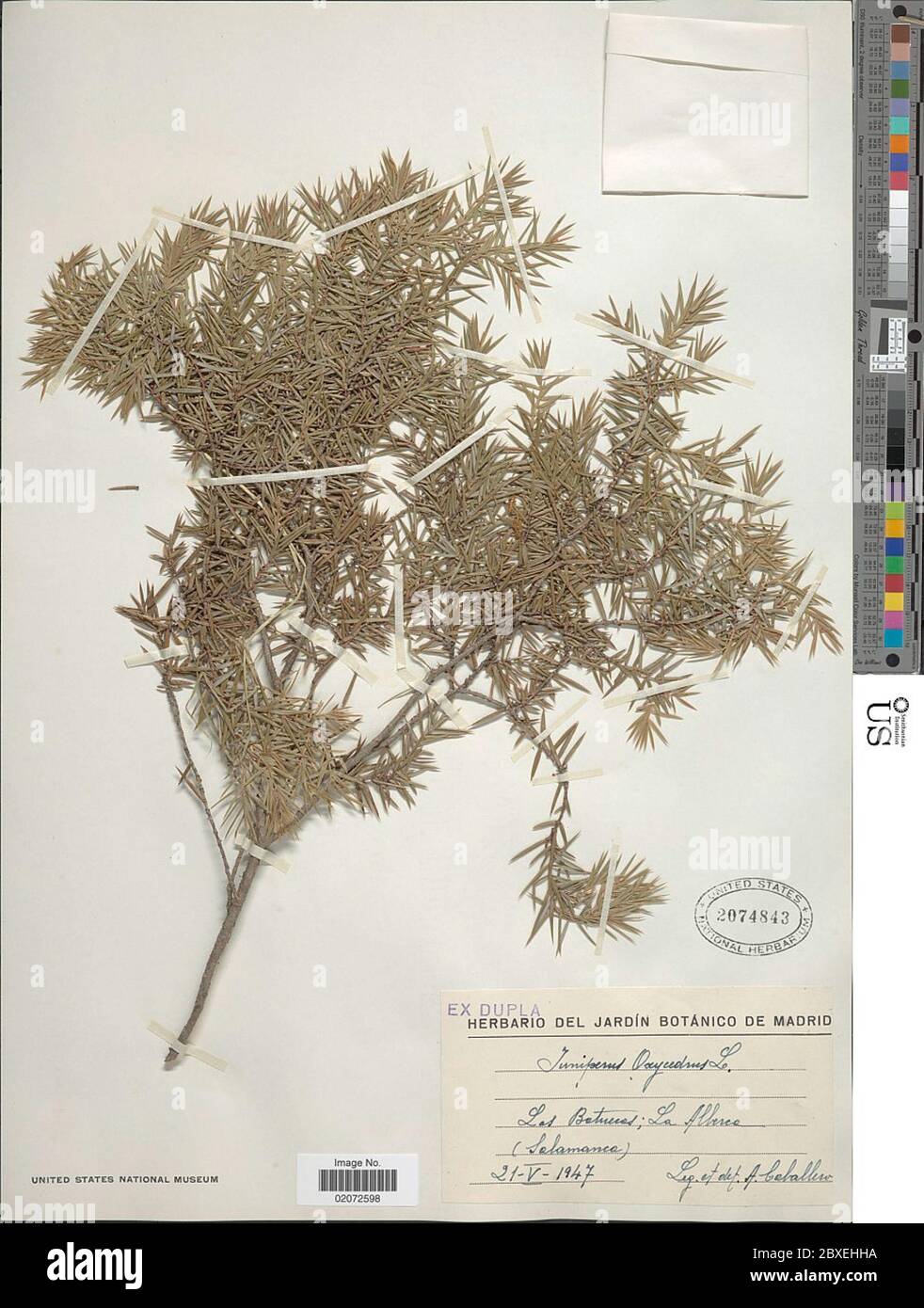 Juniperus oxycedrus L Juniperus oxycedrus L Stock Photo - Alamy