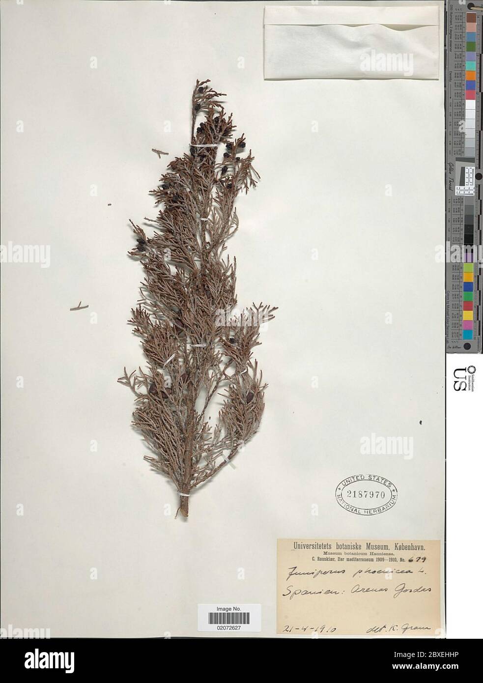 Juniperus phoenicea Juniperus phoenicea Stock Photo - Alamy