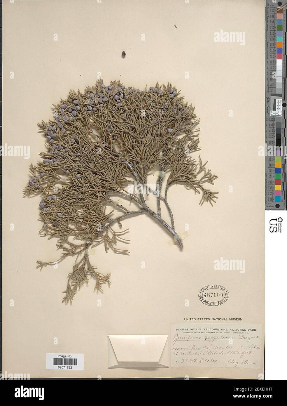Juniperus scopulorum Sarg Juniperus scopulorum Sarg Stock Photo - Alamy