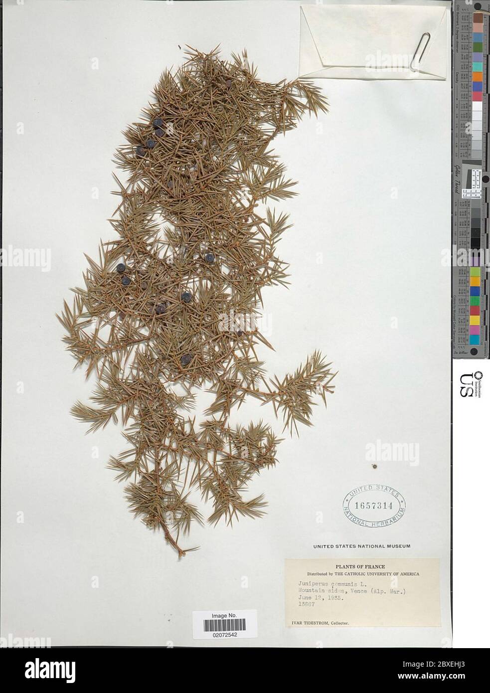 Juniperus communis leaves hi-res stock photography and images - Alamy