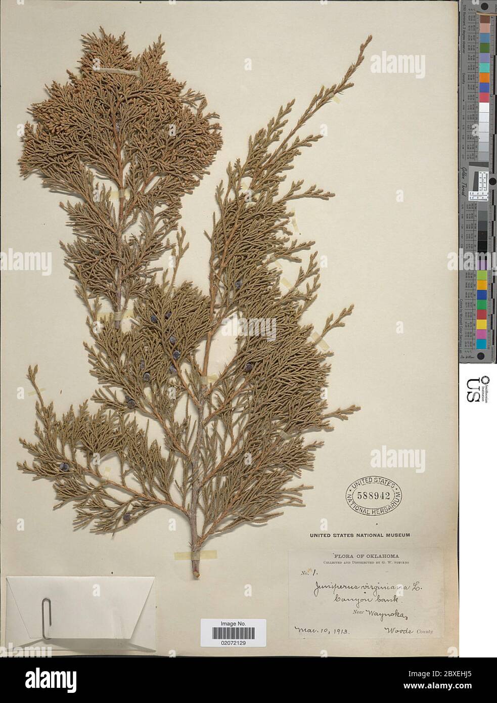 Juniperus virginiana L Juniperus virginiana L Stock Photo - Alamy