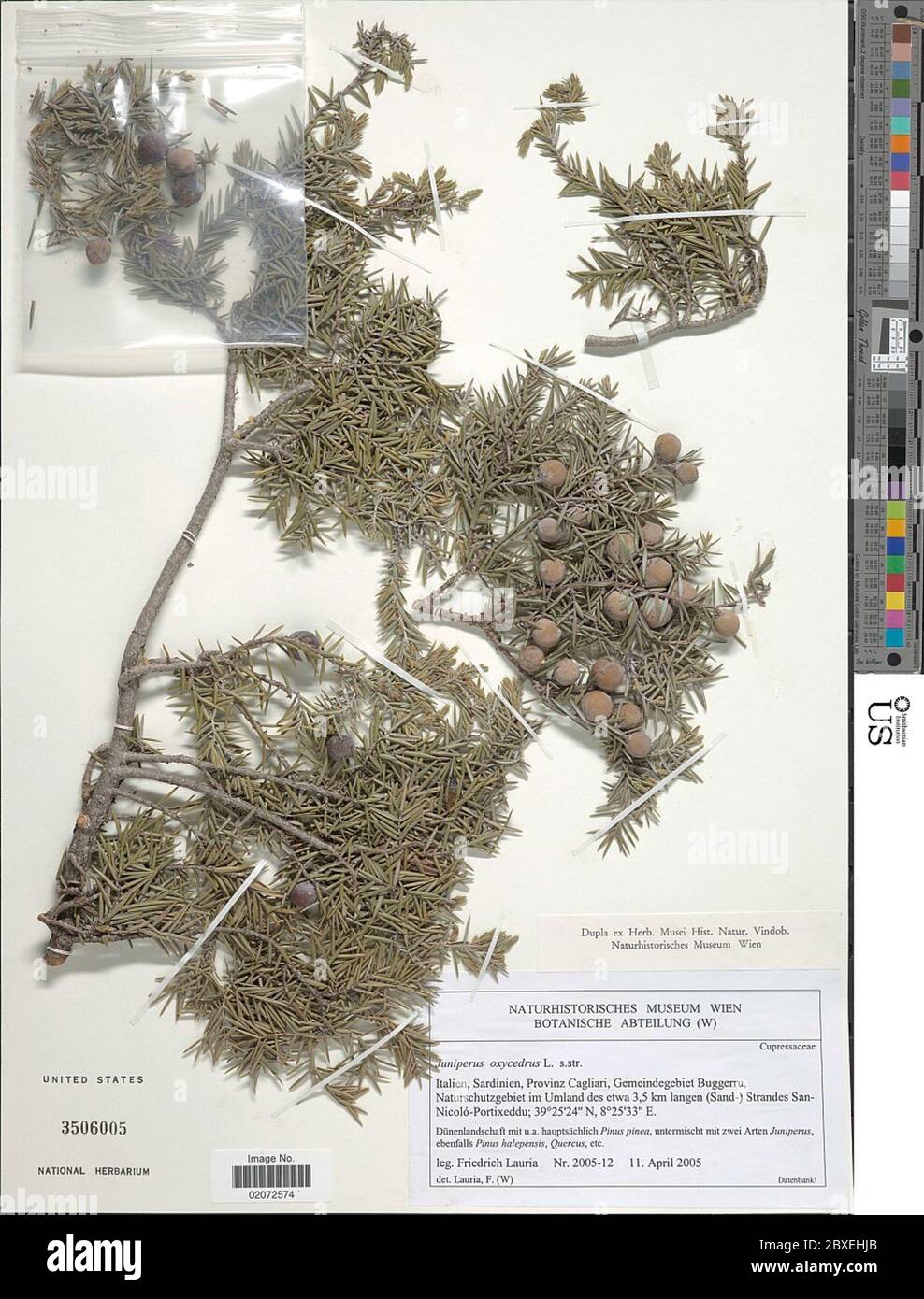 Juniperus oxycedrus L Juniperus oxycedrus L Stock Photo - Alamy