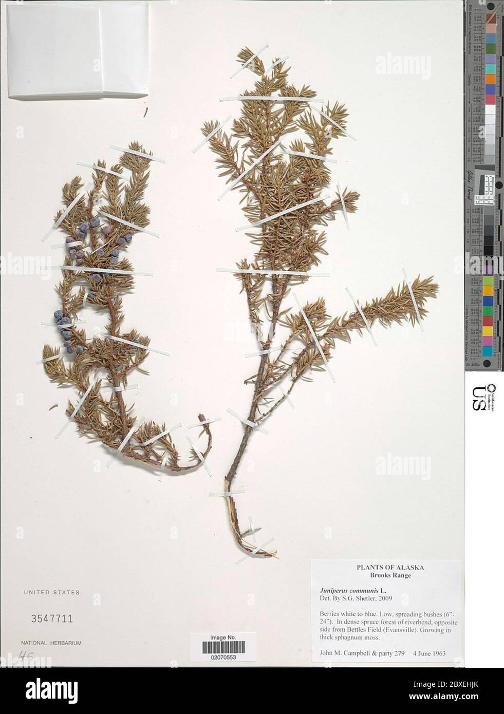 Juniper juniperus communis berries hi-res stock photography and images ...