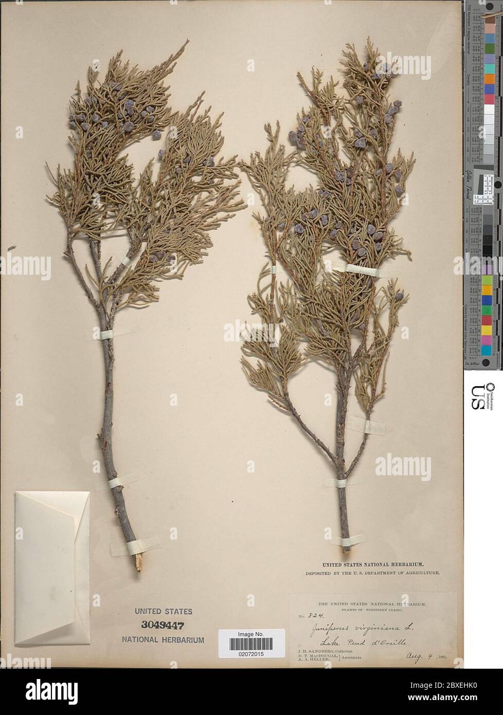Juniperus virginiana L Juniperus virginiana L Stock Photo - Alamy