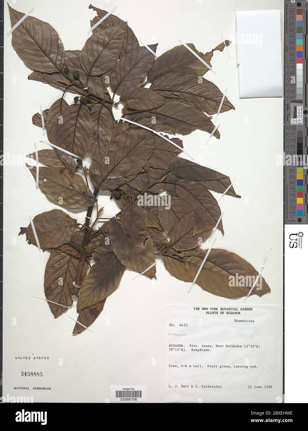 Rhamnus sp Rhamnus sp Stock Photo - Alamy